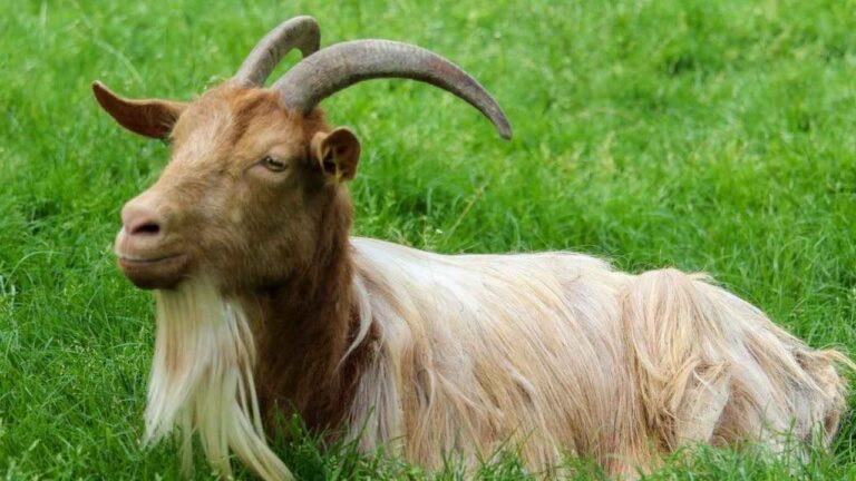 10 Interesting Facts About Goats You Probably Didn’t Know