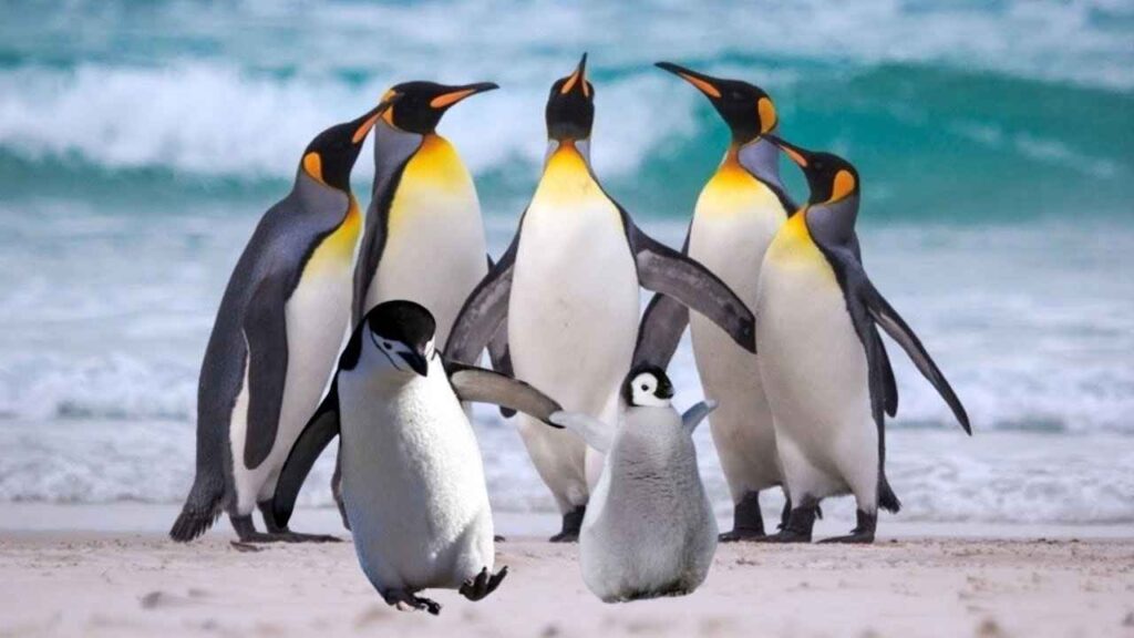 10 Interesting Facts About Penguin You Probably Didn’t Know