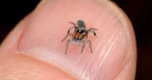 20 Surprising Facts About Spiders That Will Amaze You