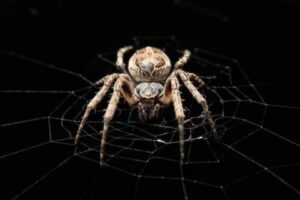 20 Surprising Facts About Spiders That Will Amaze You