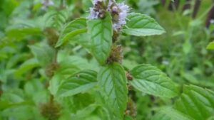9 Interesting Facts About Mint That Will Surprise You