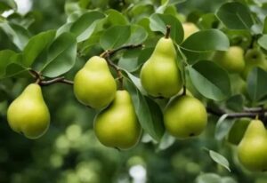 12 Interesting Facts About Pear That You'll Love