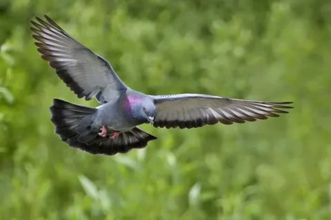 20 Astonishing Facts About Pigeons