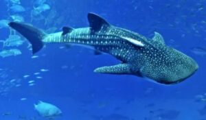15 Interesting Facts About Whale Sharks You Didn't Know